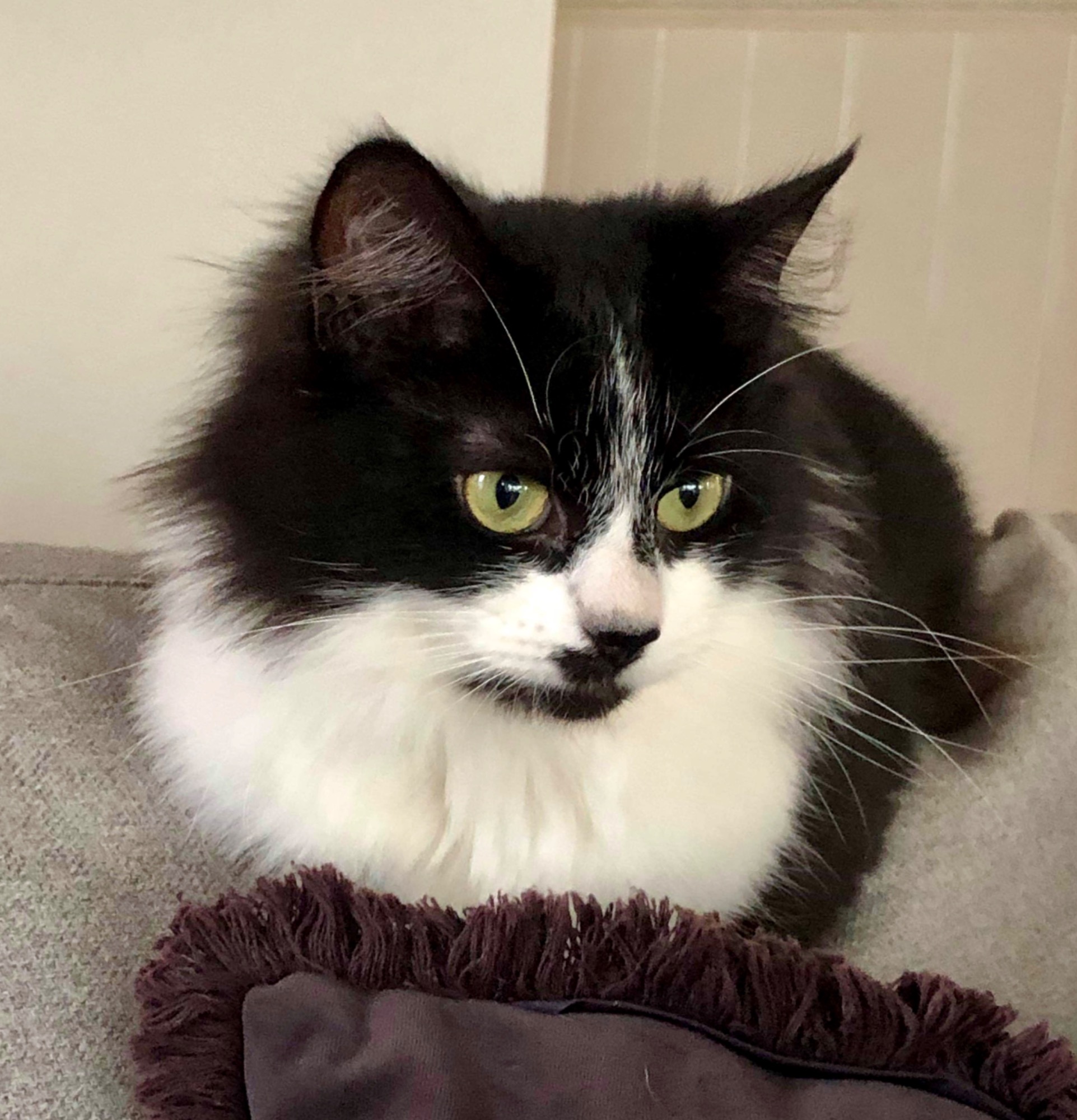 Maggie and Ari - Female Ragdoll x Russian Blue Mix Cat in VIC - PetRescue