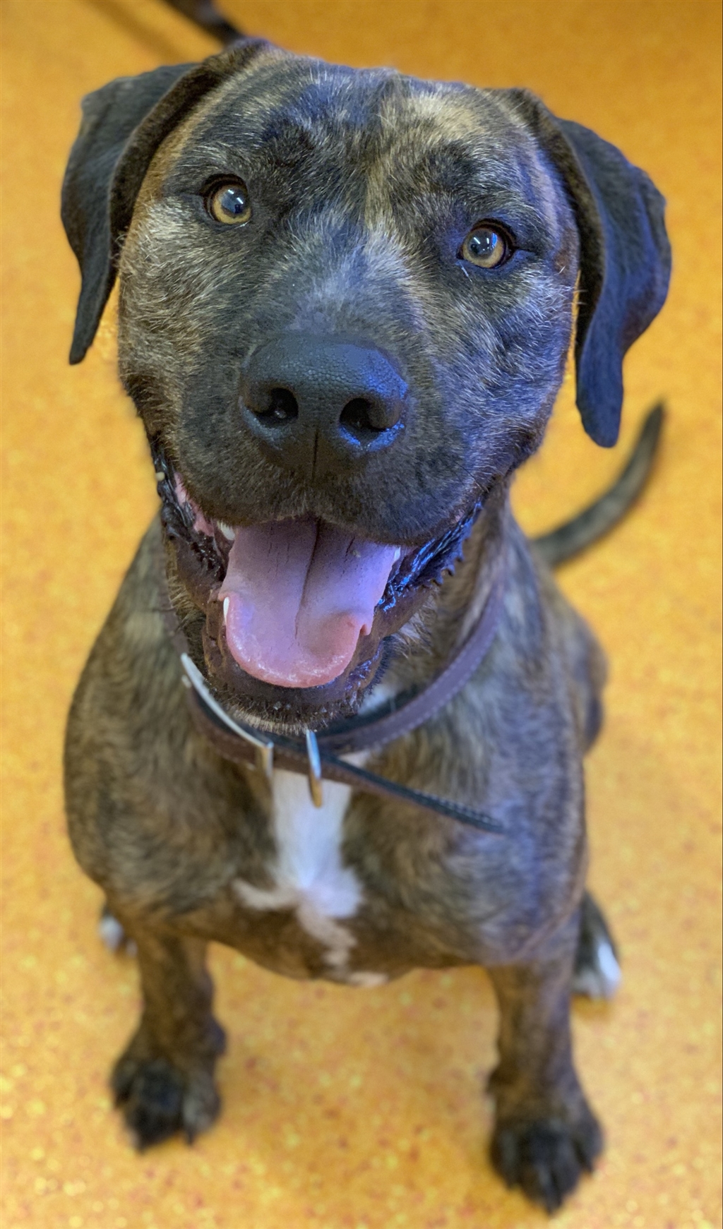 Duke - Large Male Bull Arab x Staghound Mix Dog in QLD - PetRescue
