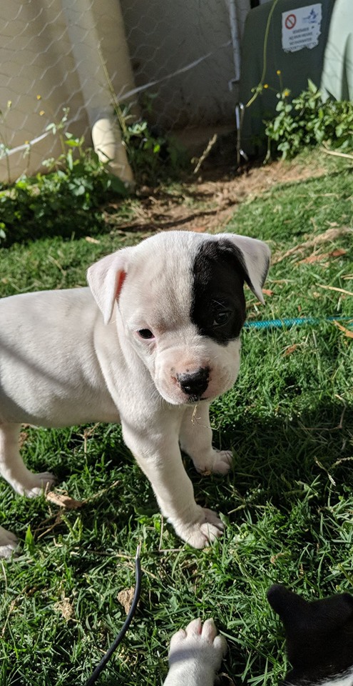 Rebal - Medium Female Australian Bulldog Mix Dog in QLD - PetRescue