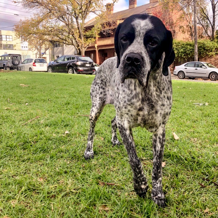 Lola - Medium Female Pointer x English Dog in VIC - PetRescue