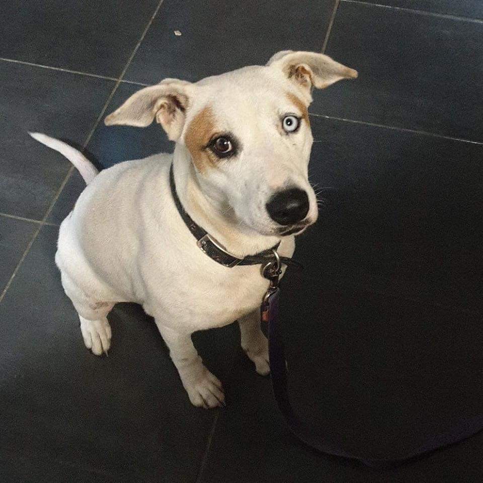 Angel - Large Female Bull Arab Dog in QLD - PetRescue