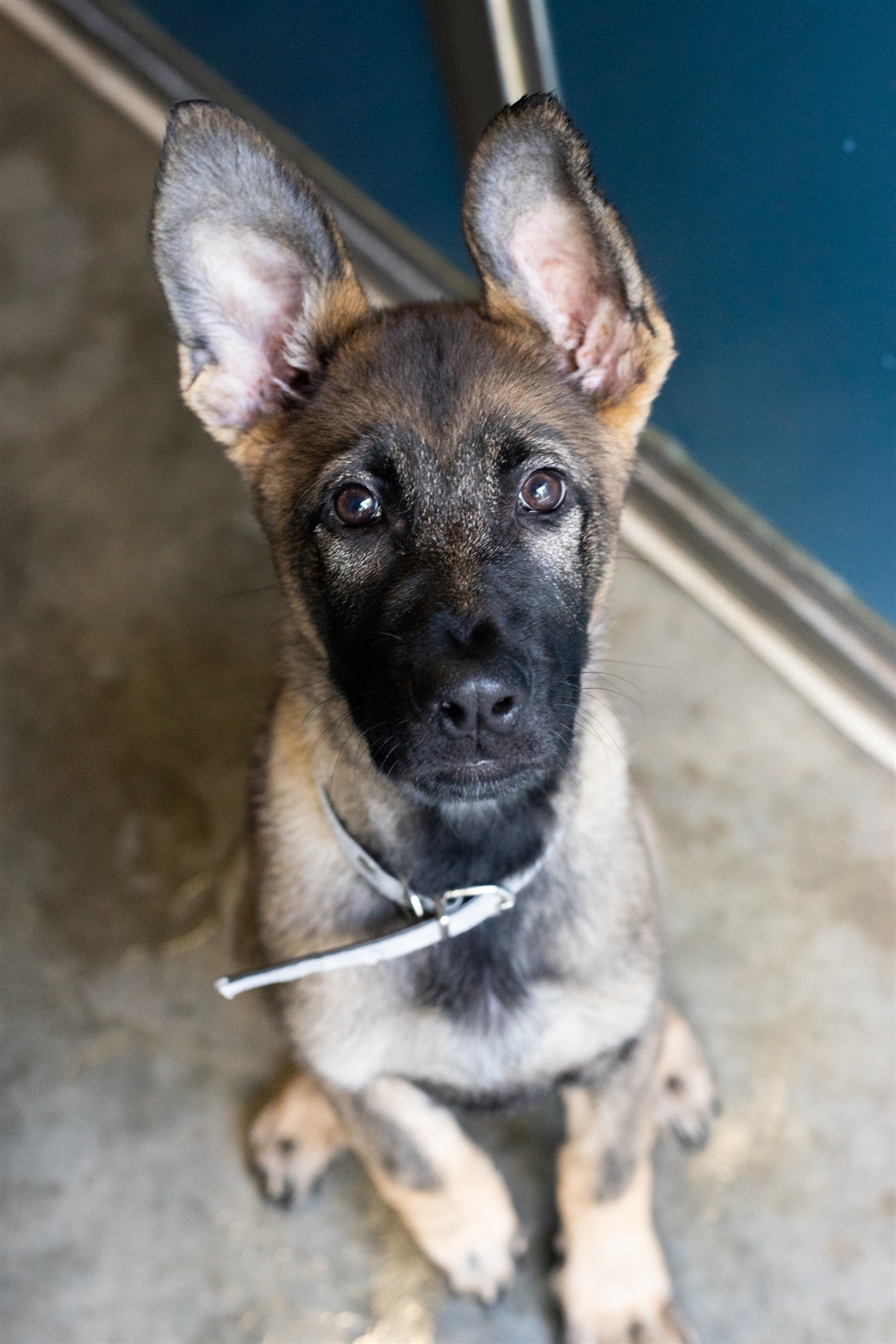 Kaiya - Large Female German Shepherd Mix Dog in QLD - PetRescue