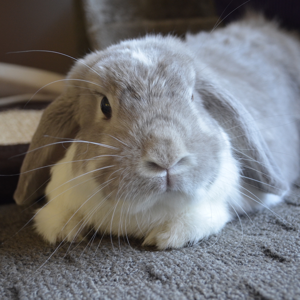 Thumper Scobi - Male Rabbit in NSW - PetRescue