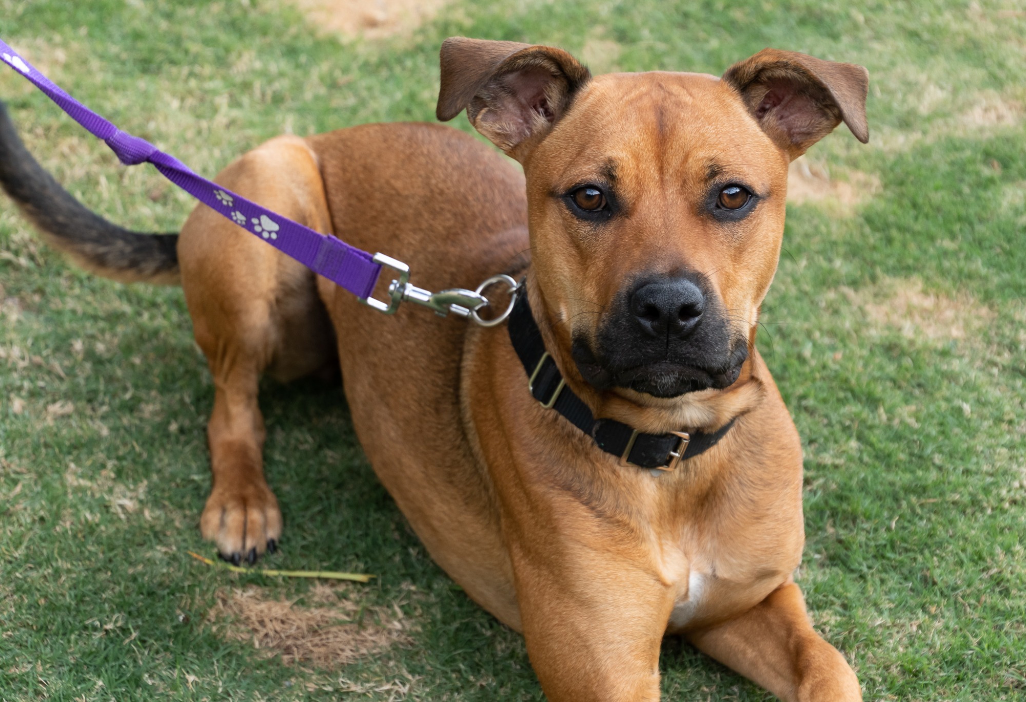 Bonnie - Medium Female American Staffordshire Terrier x Ridgeback Dog ...
