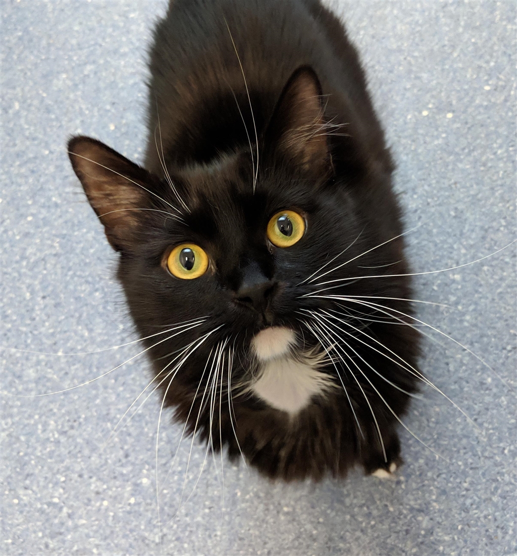 Bear - Male Dmh Mix Cat in WA - PetRescue