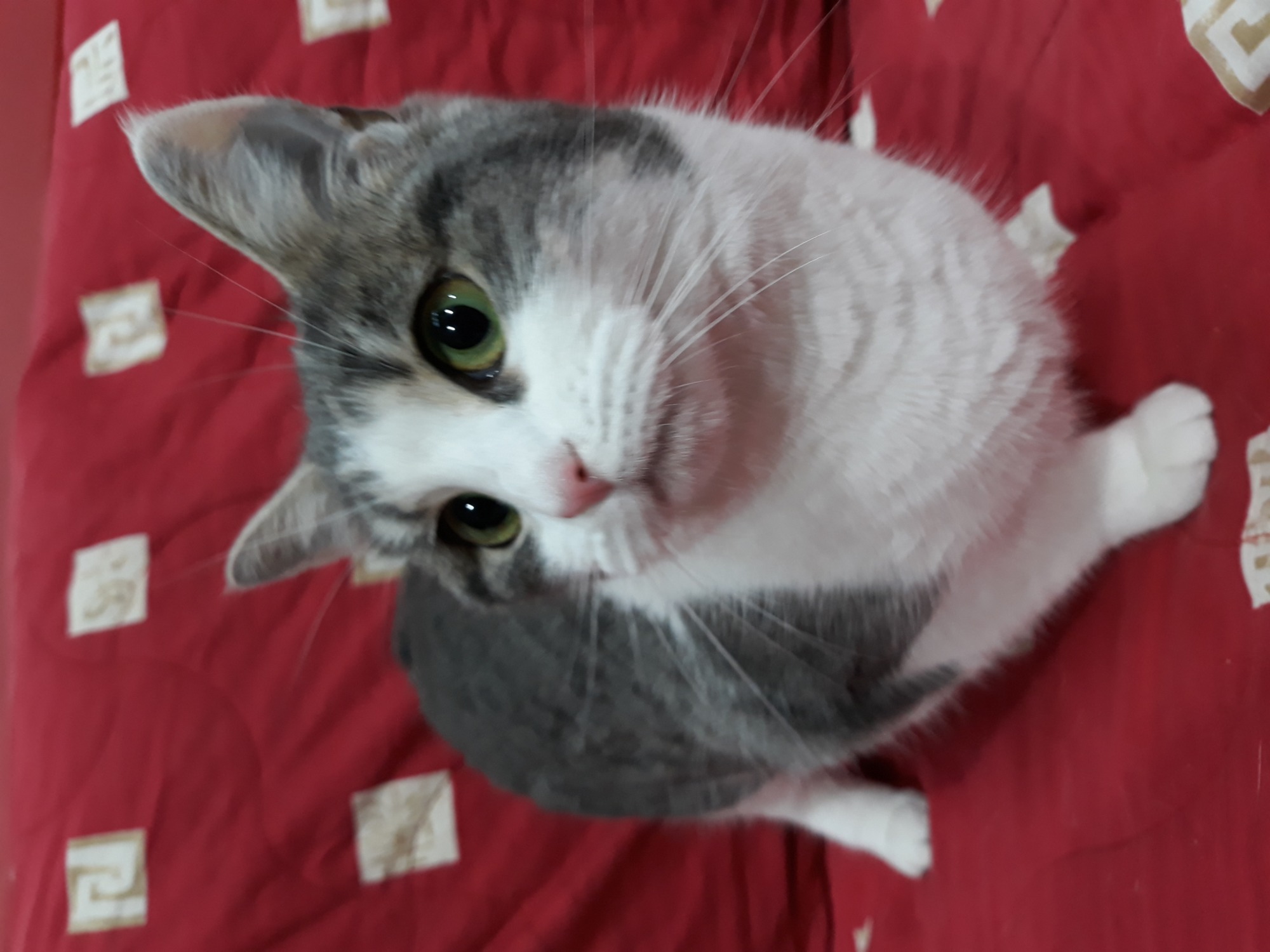 Mizzy Maz - Female Domestic Short Hair Cat in VIC - PetRescue