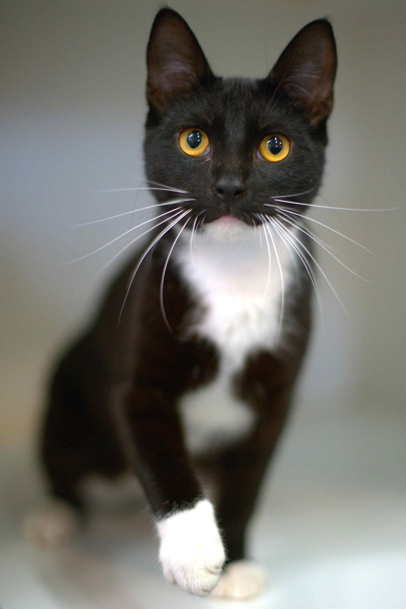 Morpheus - Male Domestic Short Hair Cat in NSW - PetRescue