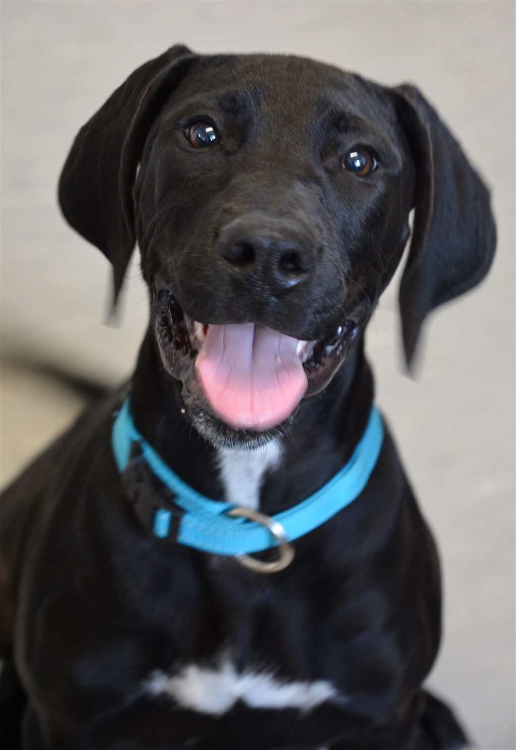 Lucy Goosey - Large Female Great Dane x Labrador Retriever Mix Dog in ...