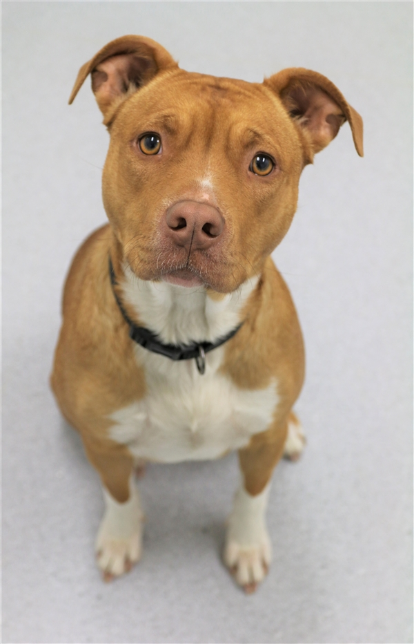 Esme - Medium Female Kelpie x Staffordshire Bull Terrier Mix Dog in NSW - PetRescue