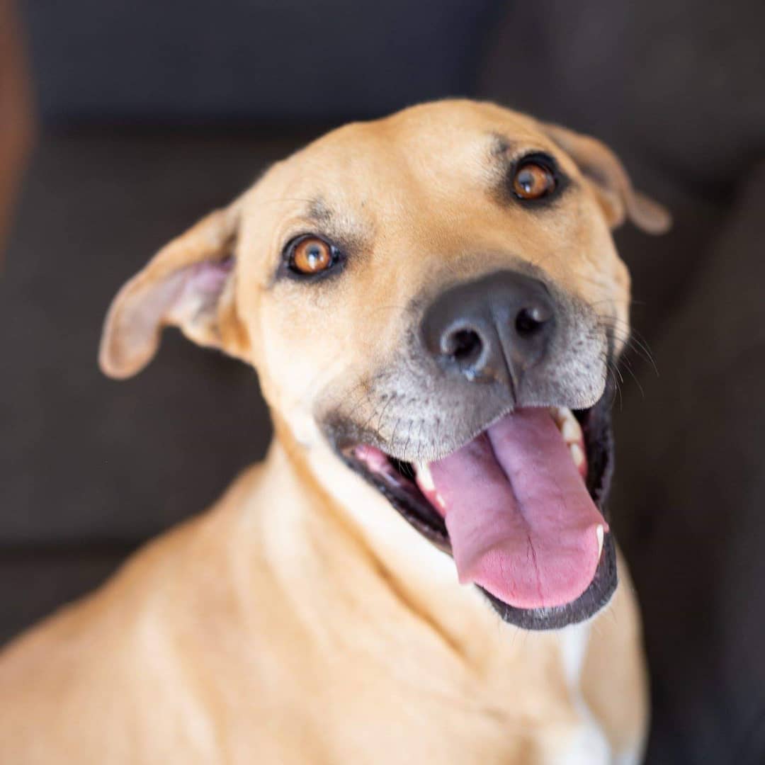 Princess - Large Female Rhodesian Ridgeback Mix Dog in VIC - PetRescue