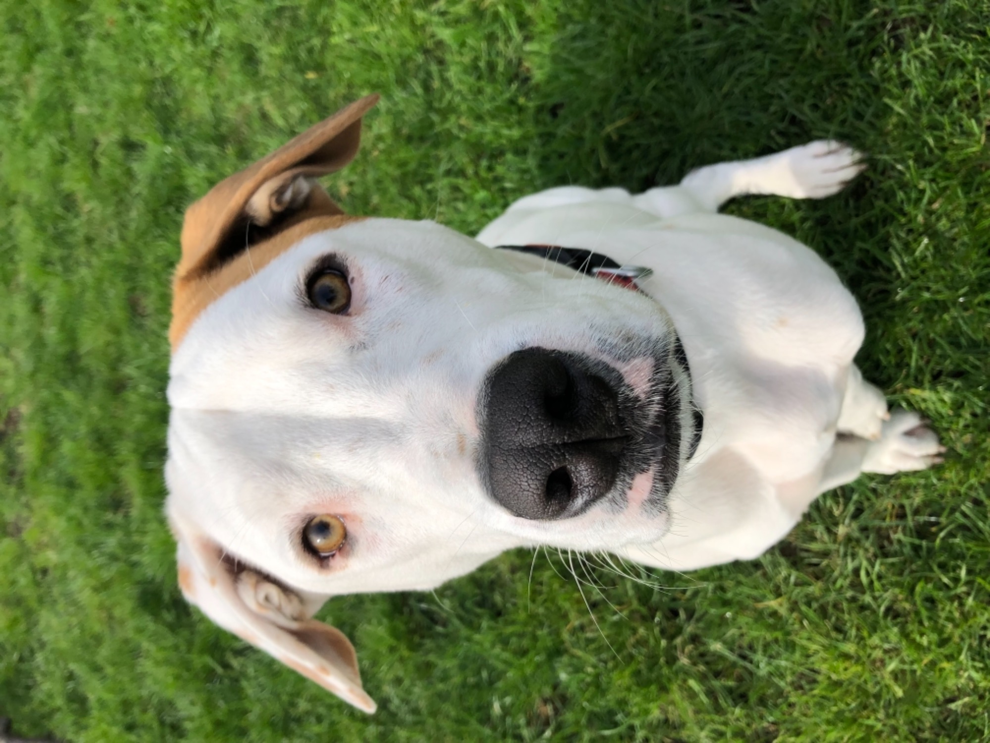 Ernie - Medium Male American Bulldog x Labrador x American ...