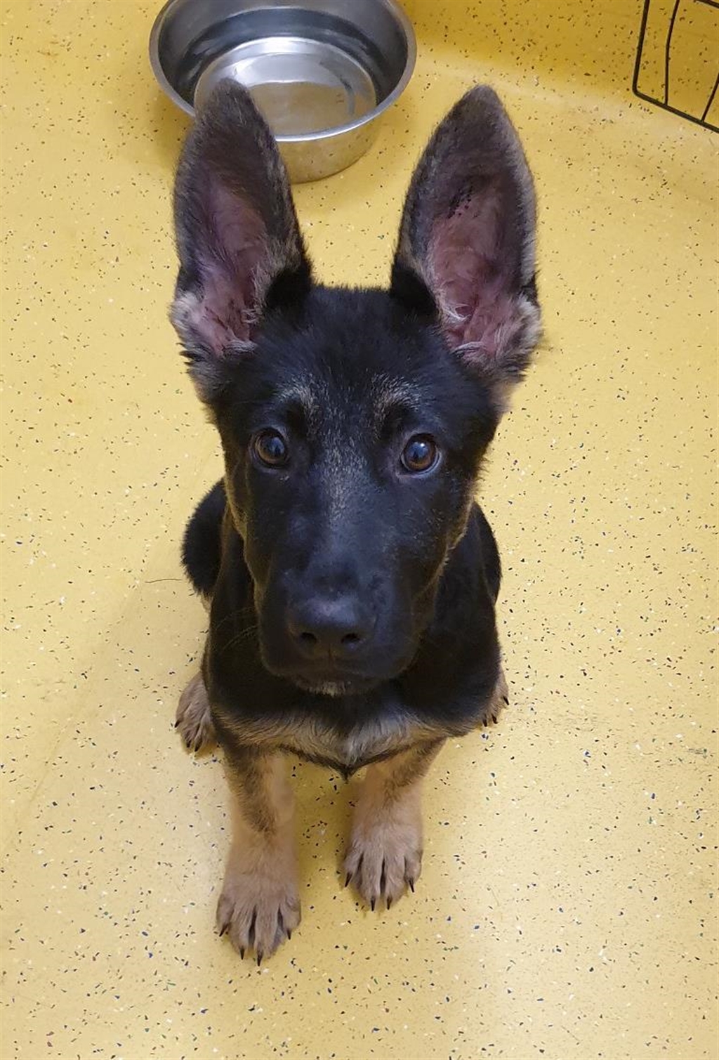 Molly - Large Female German Shepherd Mix Dog in QLD - PetRescue