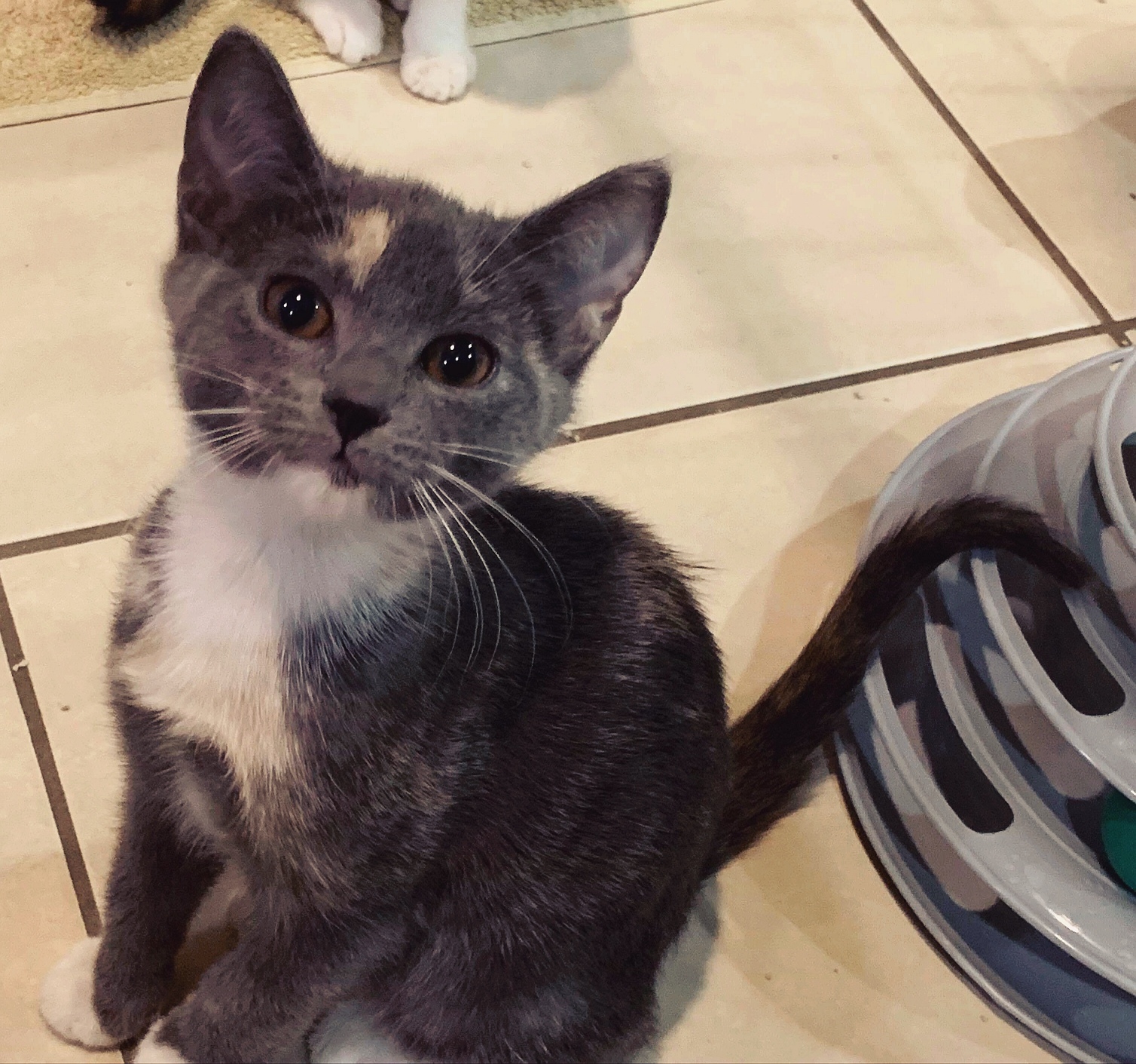 Bridget - Female Domestic Short Hair Cat in QLD - PetRescue