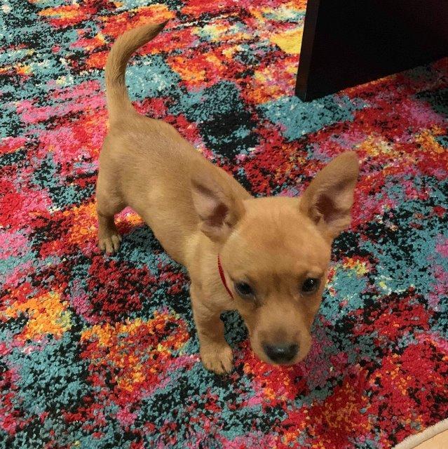 Ginger - Small Female Mixed Breed Dog in WA - PetRescue