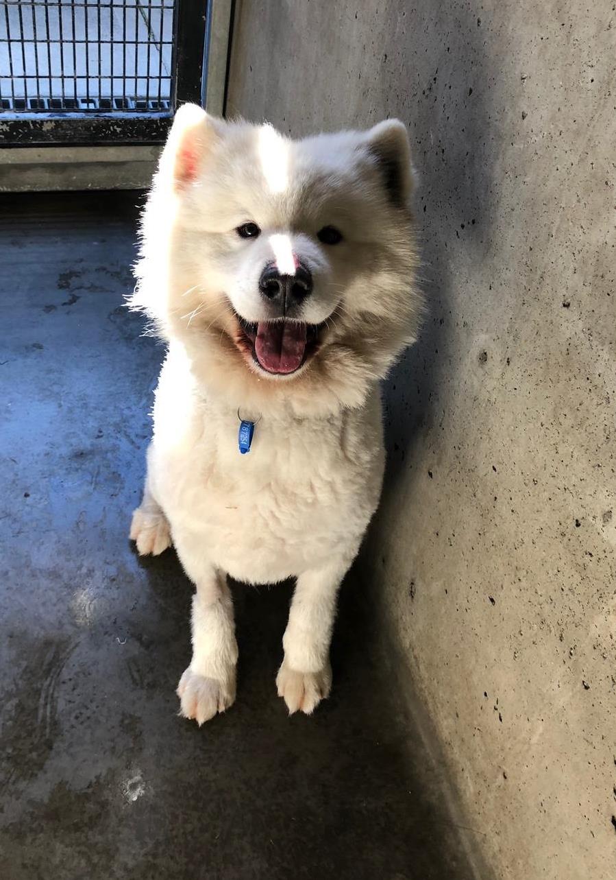 Cole - Large Male Samoyed Dog in NSW - PetRescue