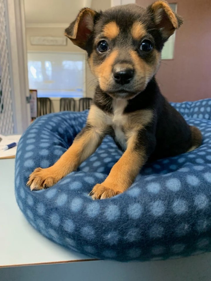 Kovu - Small Male Chihuahua x Koolie Dog in NSW - PetRescue