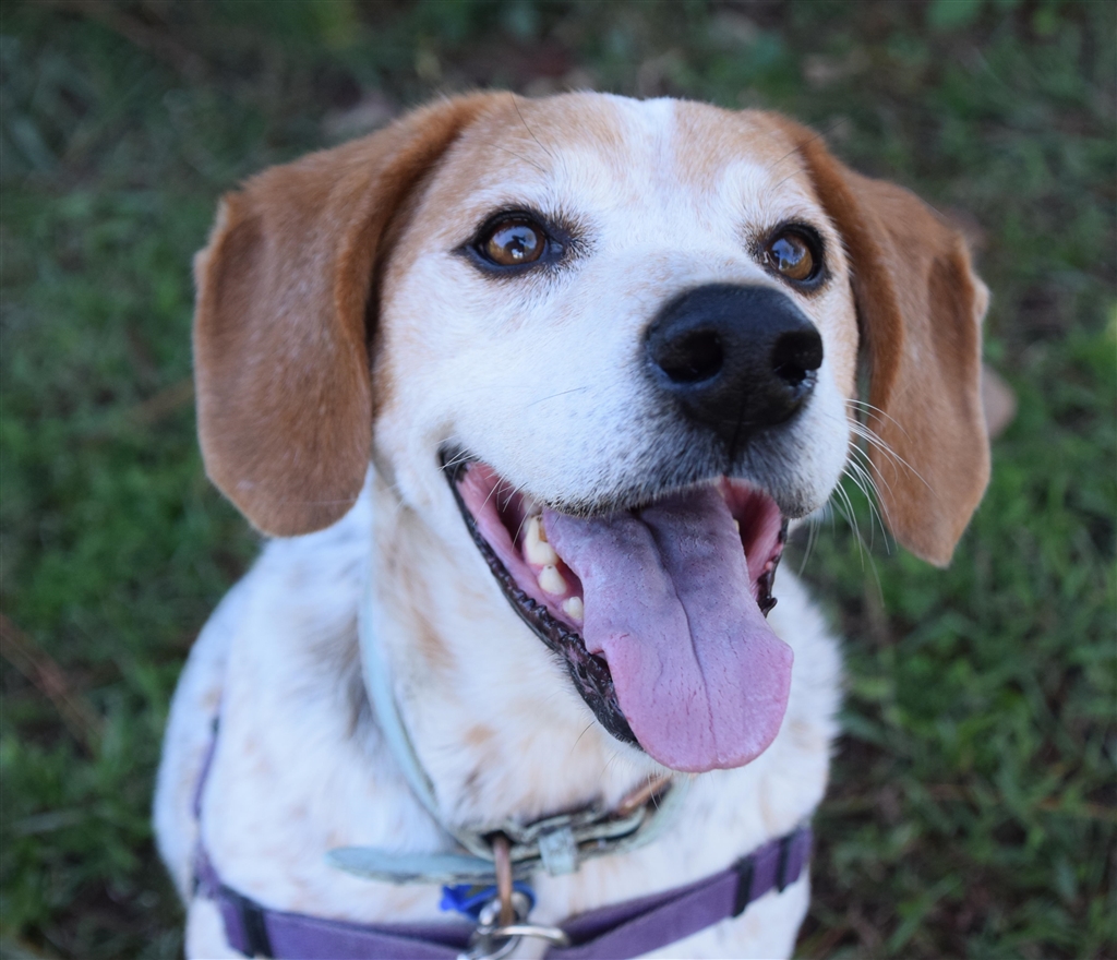 Baxter - Medium Male Australian Cattle Dog x Beagle Mix Dog in QLD ...