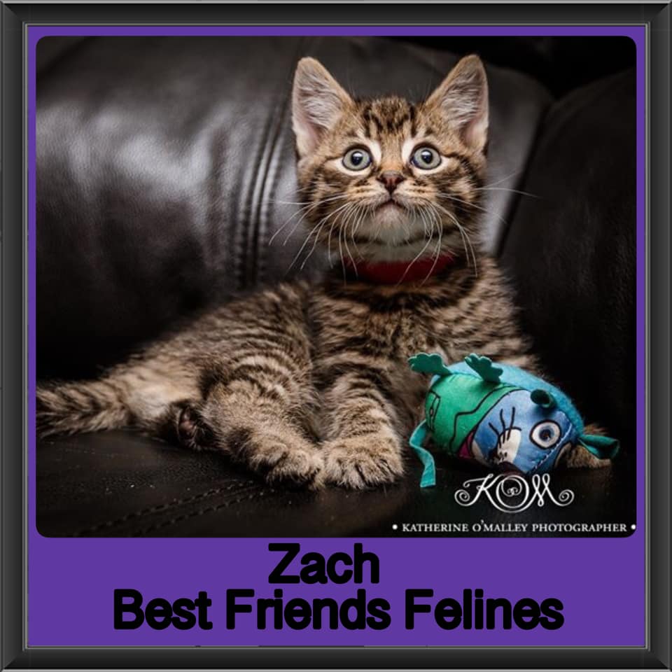 Zach - Male Domestic Short Hair Cat in QLD - PetRescue