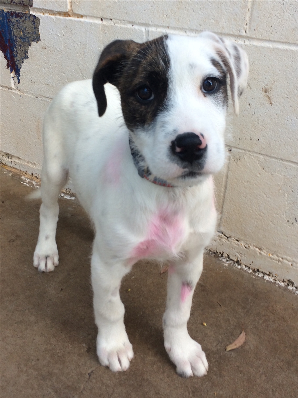 Sid - Large Male North Queensland Bullhound Mix Dog in QLD - PetRescue