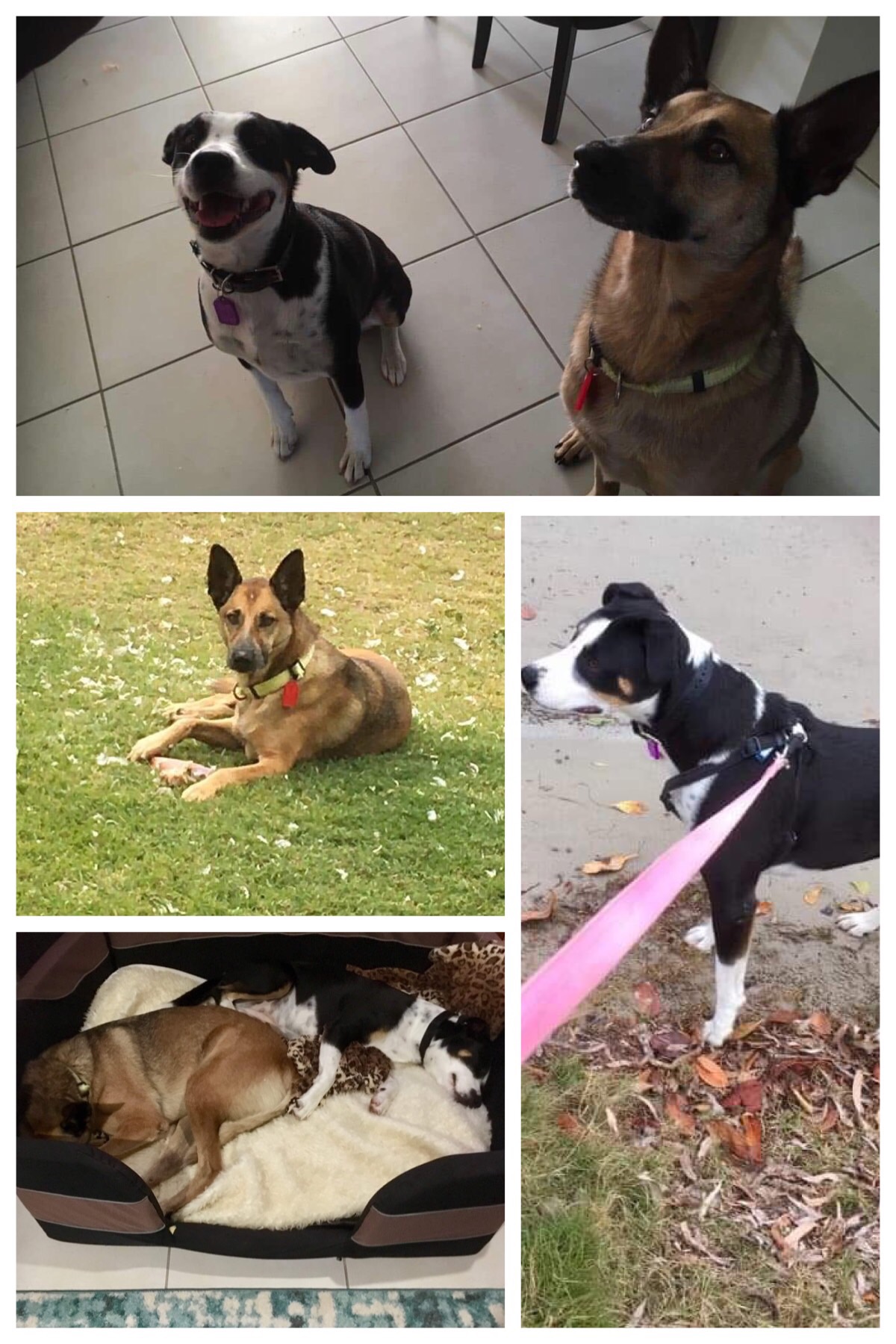 Scout & Kovu - Large Male Cattle Dog Dog in QLD - PetRescue