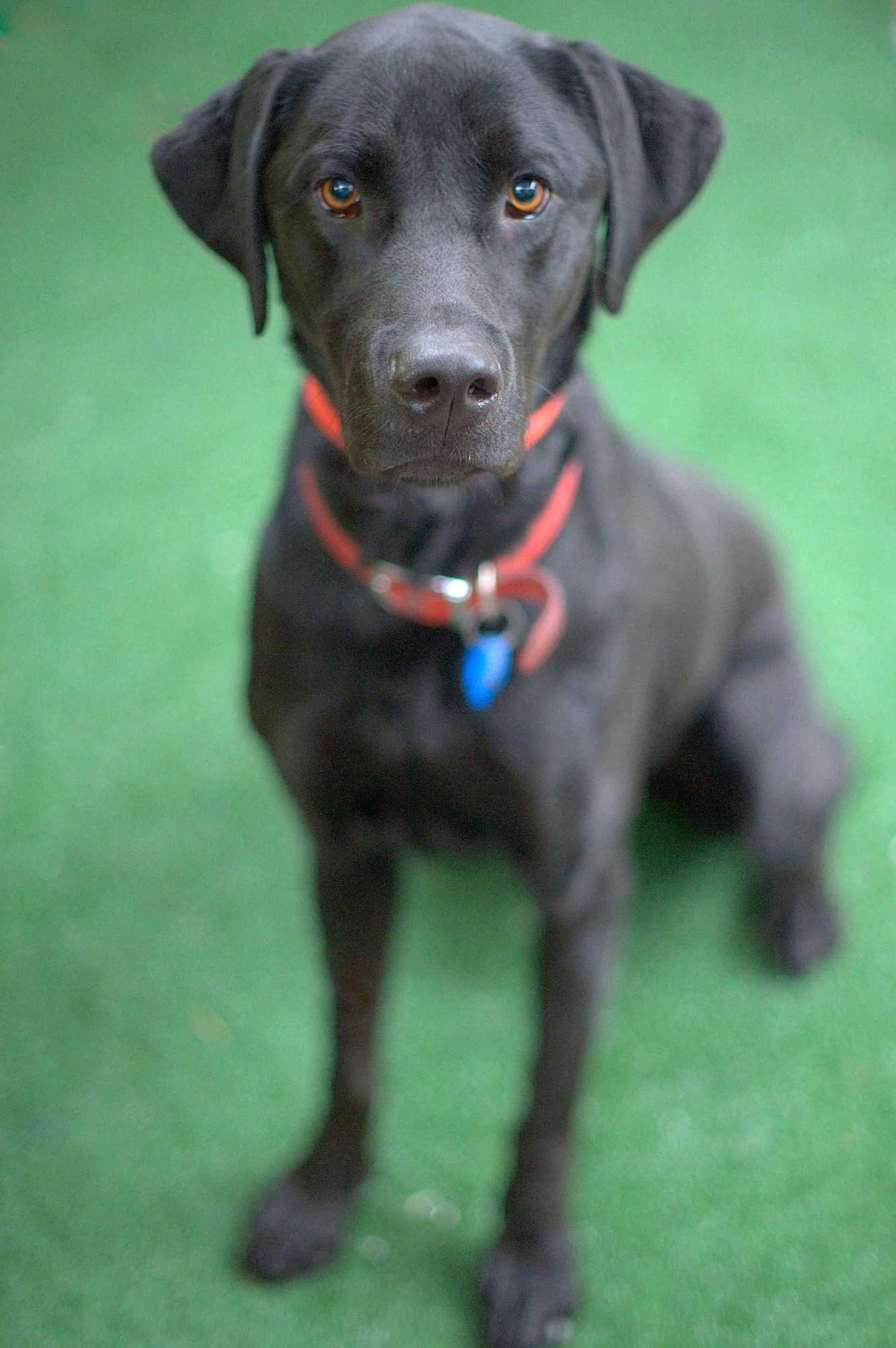 Rosie - Large Female Labrador Mix Dog in NSW - PetRescue