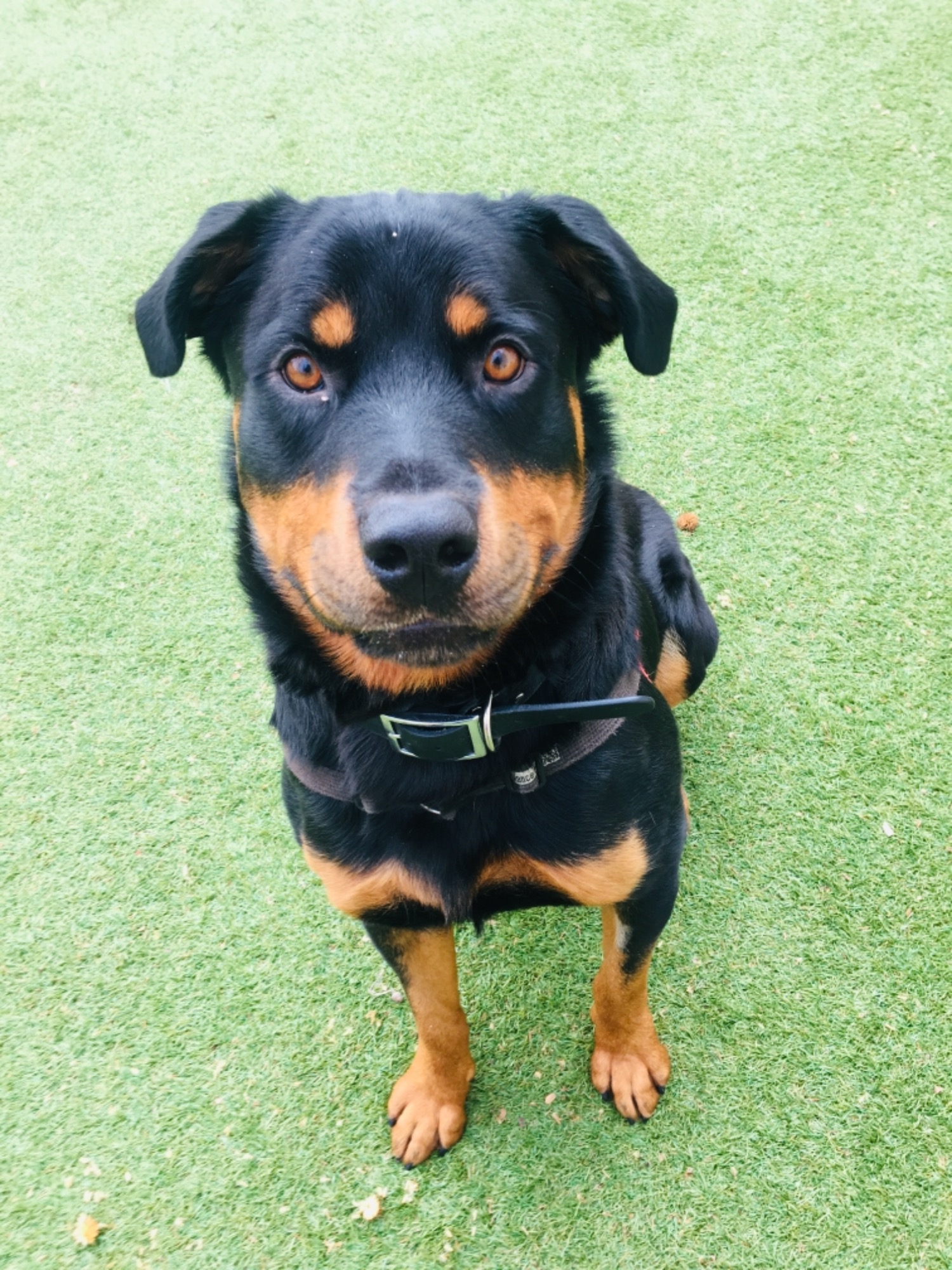 Max - Large Male Rottweiler Dog in VIC - PetRescue