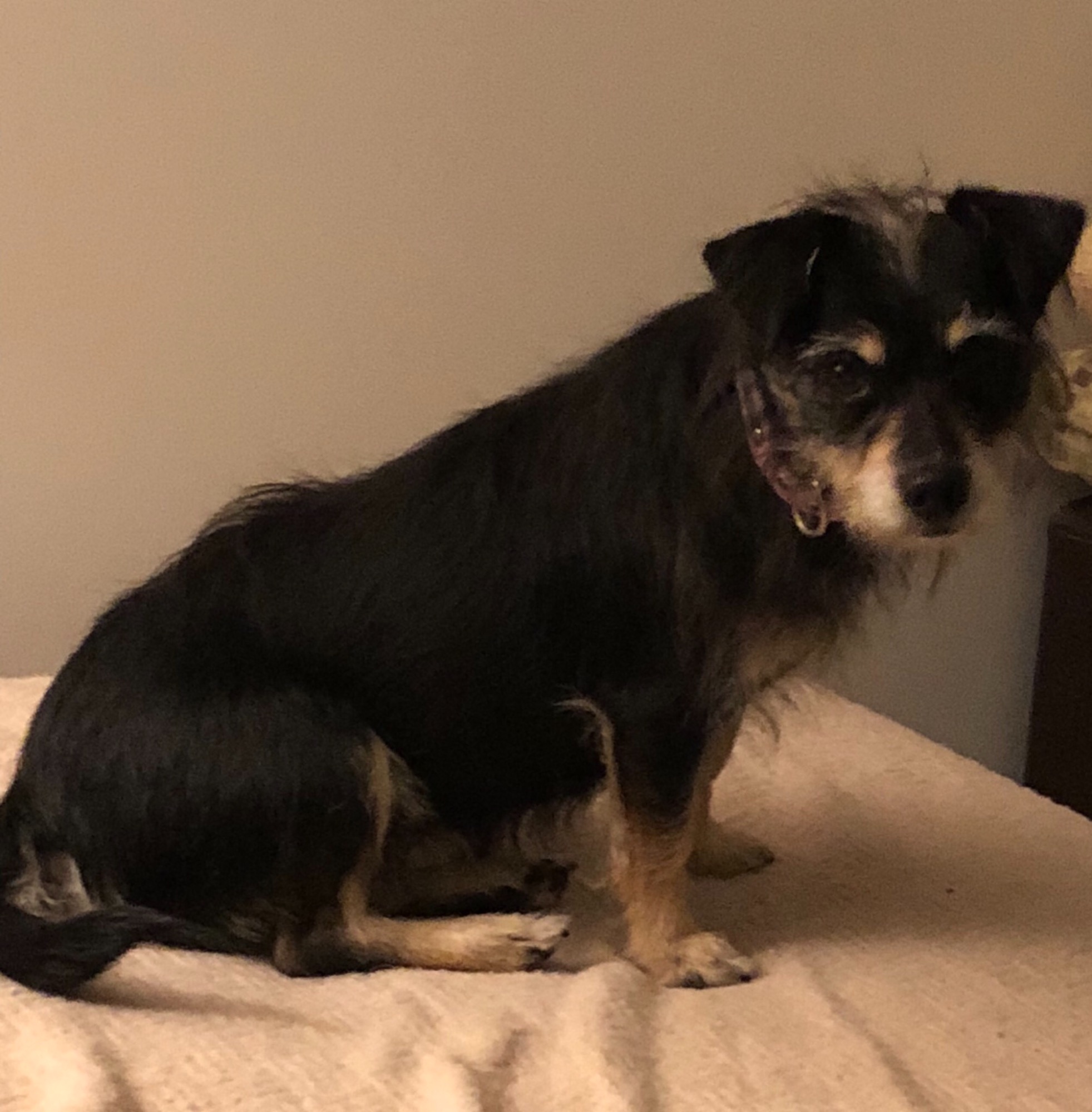 Peppi - Small Female Chihuahua Mix Dog in QLD - PetRescue