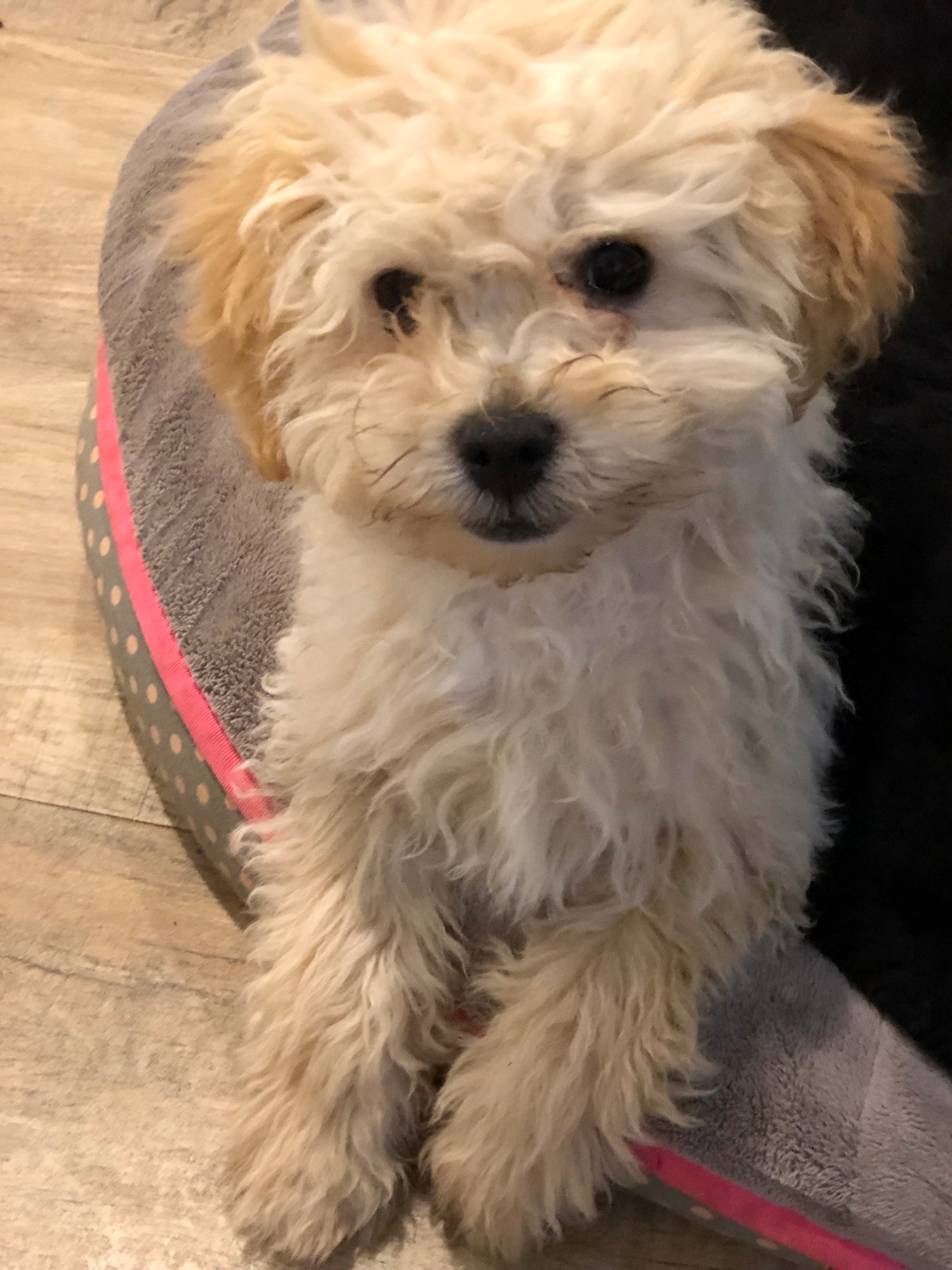 Teddy - Small Male Poodle x Cocker Spaniel Dog in NSW - PetRescue