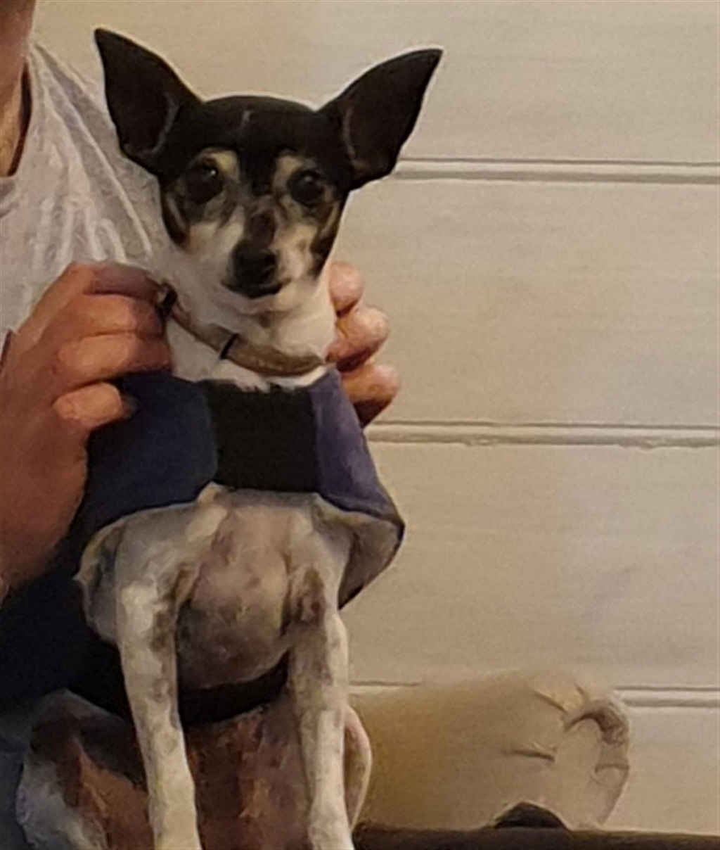 Poppy - Small Female Tenterfield Terrier Dog in NSW - PetRescue