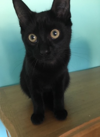 Stumpy - Male Domestic Short Hair Cat in WA - PetRescue