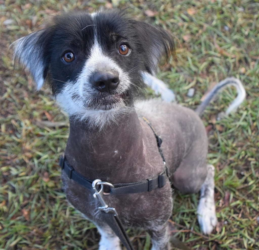 Pumba - Medium Male Border Collie x Chinese Crested Dog Mix Dog in QLD ...
