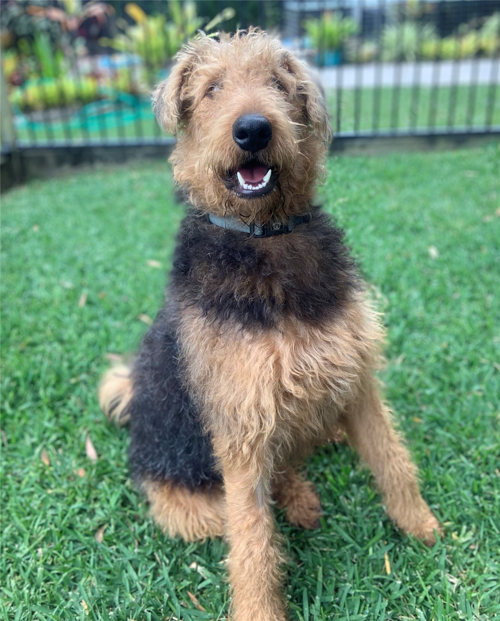 Gypsy - Medium Female Airedale Terrier Dog in QLD - PetRescue