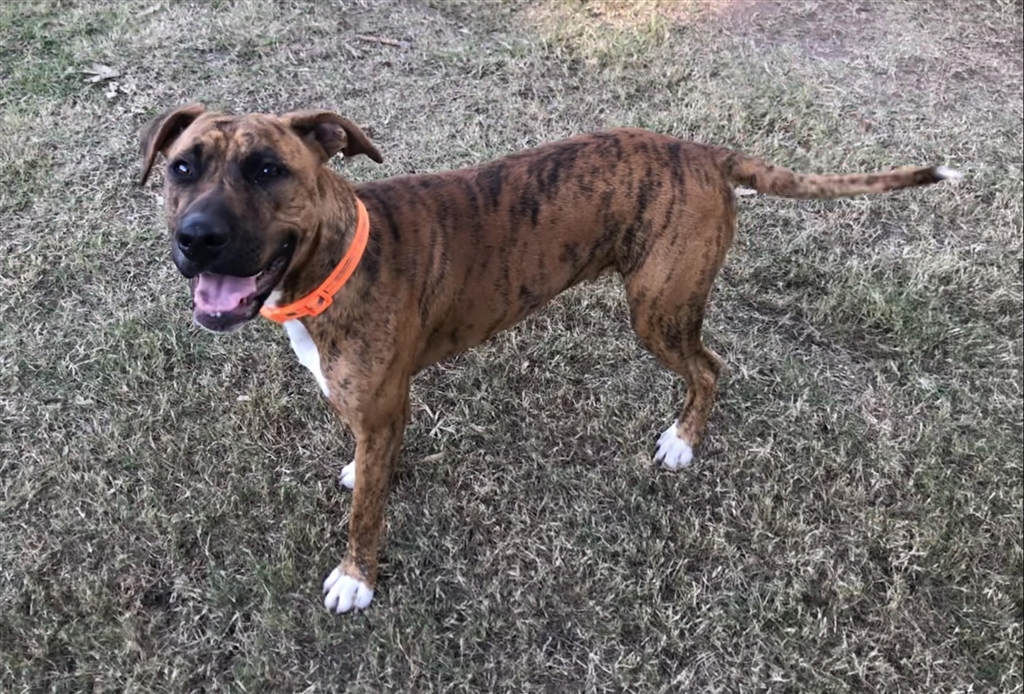 RSPCA Gympie - PetRescue