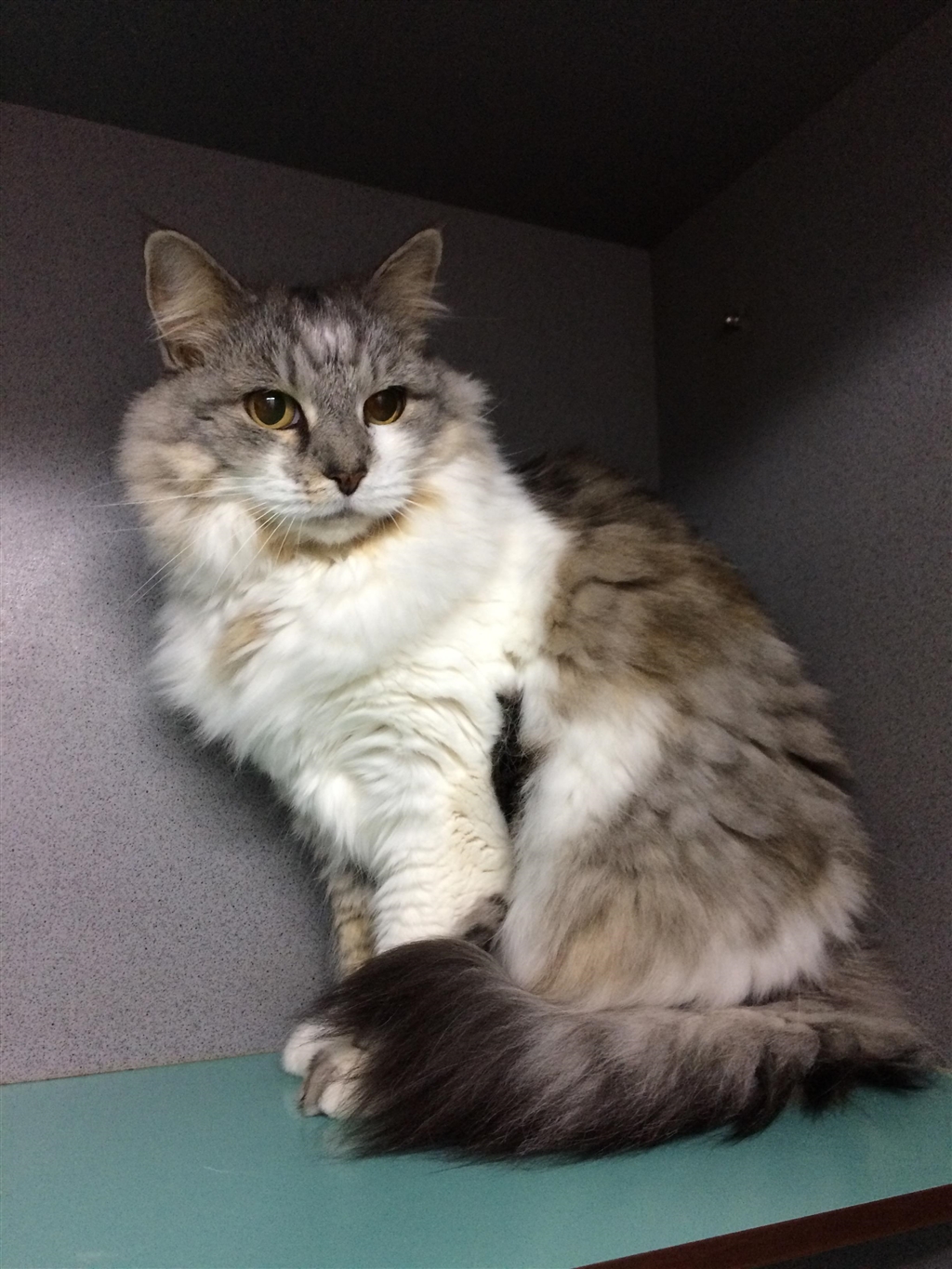Muffy - Female Domestic Long Hair Mix Cat in QLD - PetRescue
