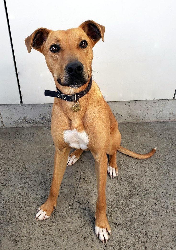 Cali - Large Female Greyhound x Rhodesian Ridgeback Mix Dog in VIC ...