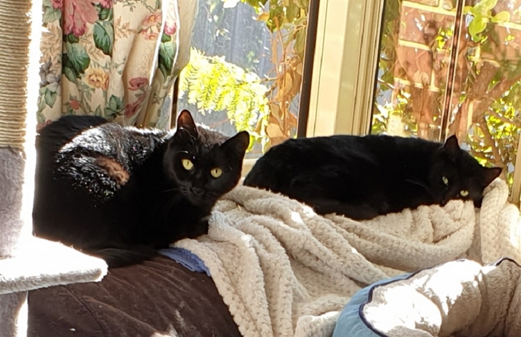 Mish - Female Domestic Short Hair Mix Cat in WA - PetRescue