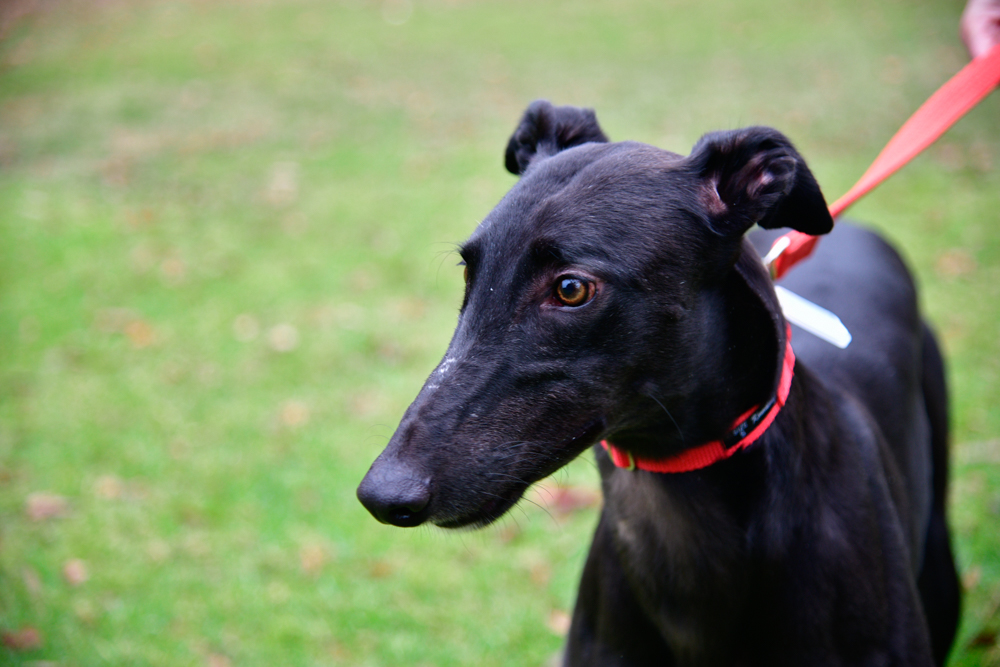Blanche - Large Female Greyhound Dog in NSW - PetRescue