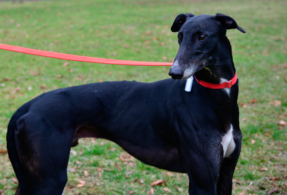Zorro - Large Male Greyhound Dog in NSW - PetRescue