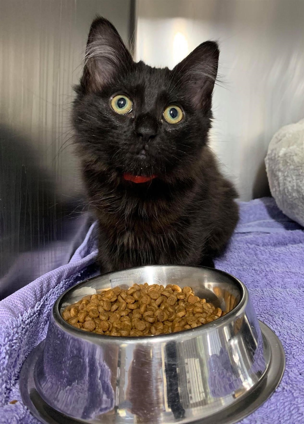 Crumpet - Female Domestic Medium Hair Cat in ACT - PetRescue