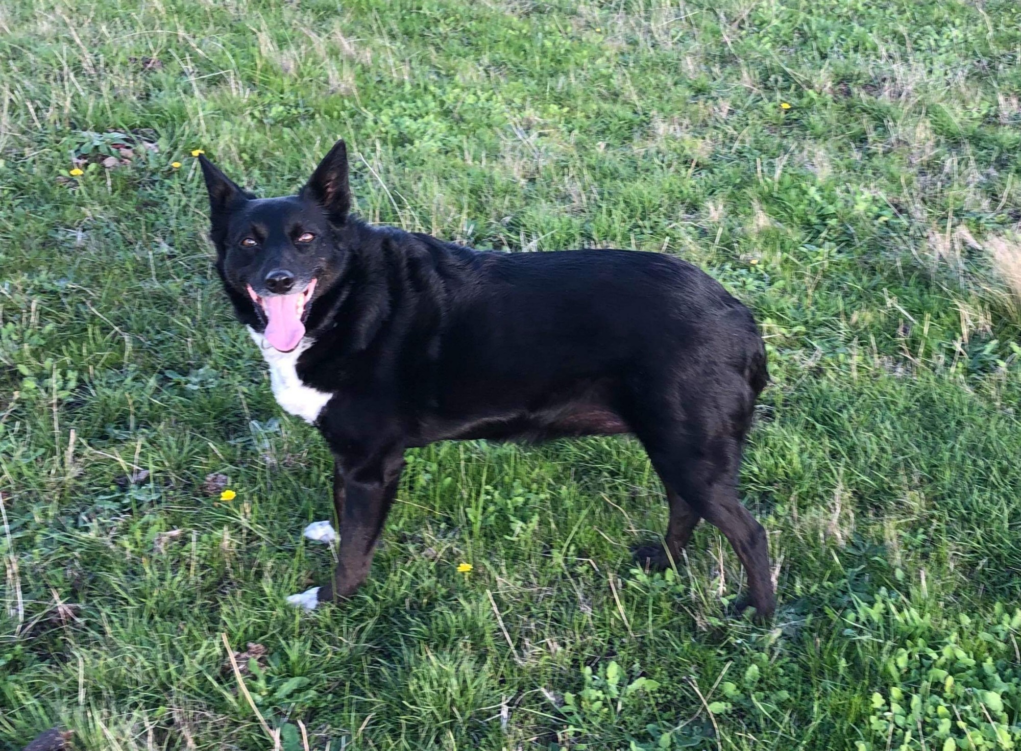 Trixie - Small Female Border Collie x Jack Russell Terrier Mix Dog in ...