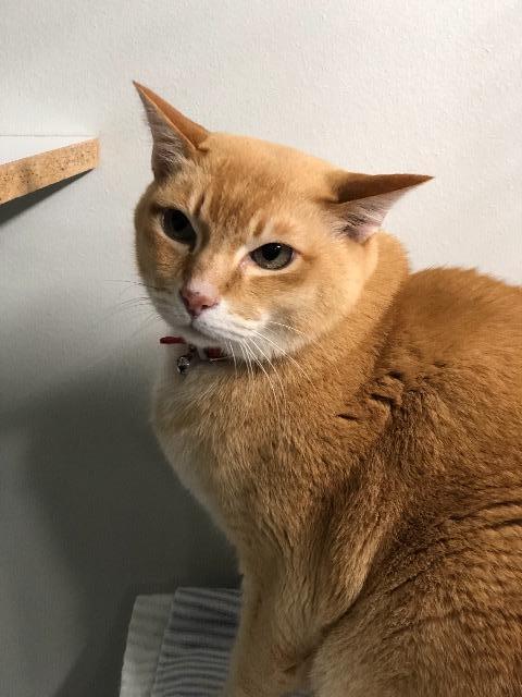 Big Red - Male Burmese Cat in TAS - PetRescue