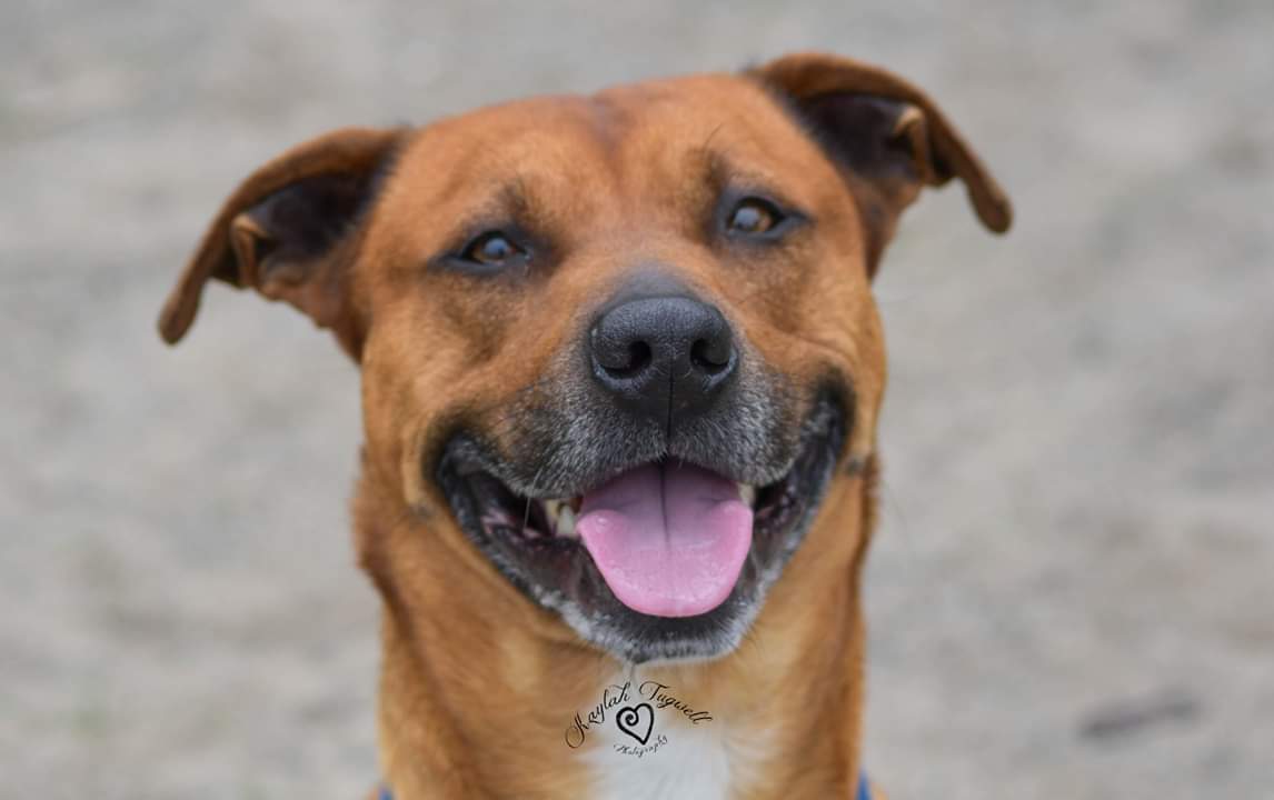 Tarquin - Medium Male Rhodesian Ridgeback x Staffordshire Bull Terrier ...