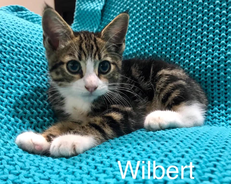 Wilbert - Male Domestic Short Hair Cat in QLD - PetRescue