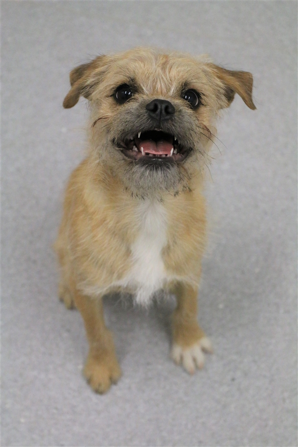 Chipper - Small Male Cairn Terrier x Pug Mix Dog in NSW - PetRescue
