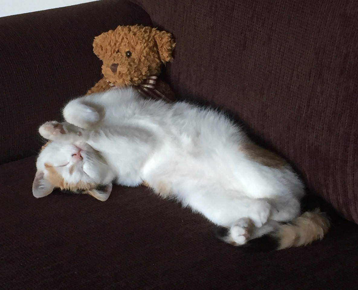 Flower - Meet me Saturday @Best Friends Preston - Female Domestic Short ...