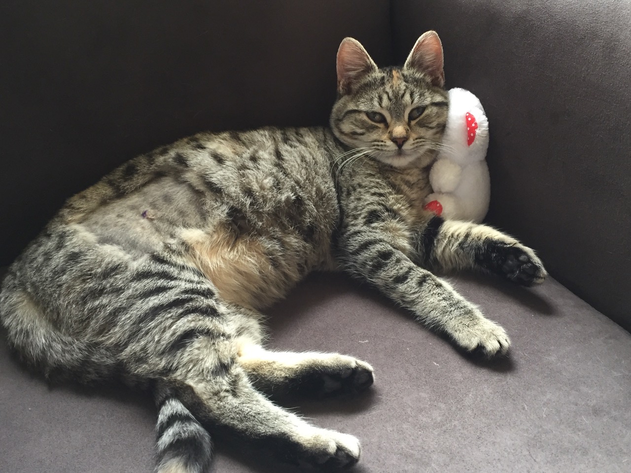 Jelly - Meet me Saturday @Best Friends Preston - Female Domestic Short ...