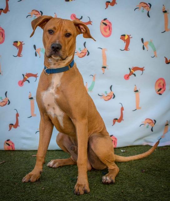 Cody - Medium Male Rhodesian Ridgeback x Staffy Mix Dog in WA - PetRescue