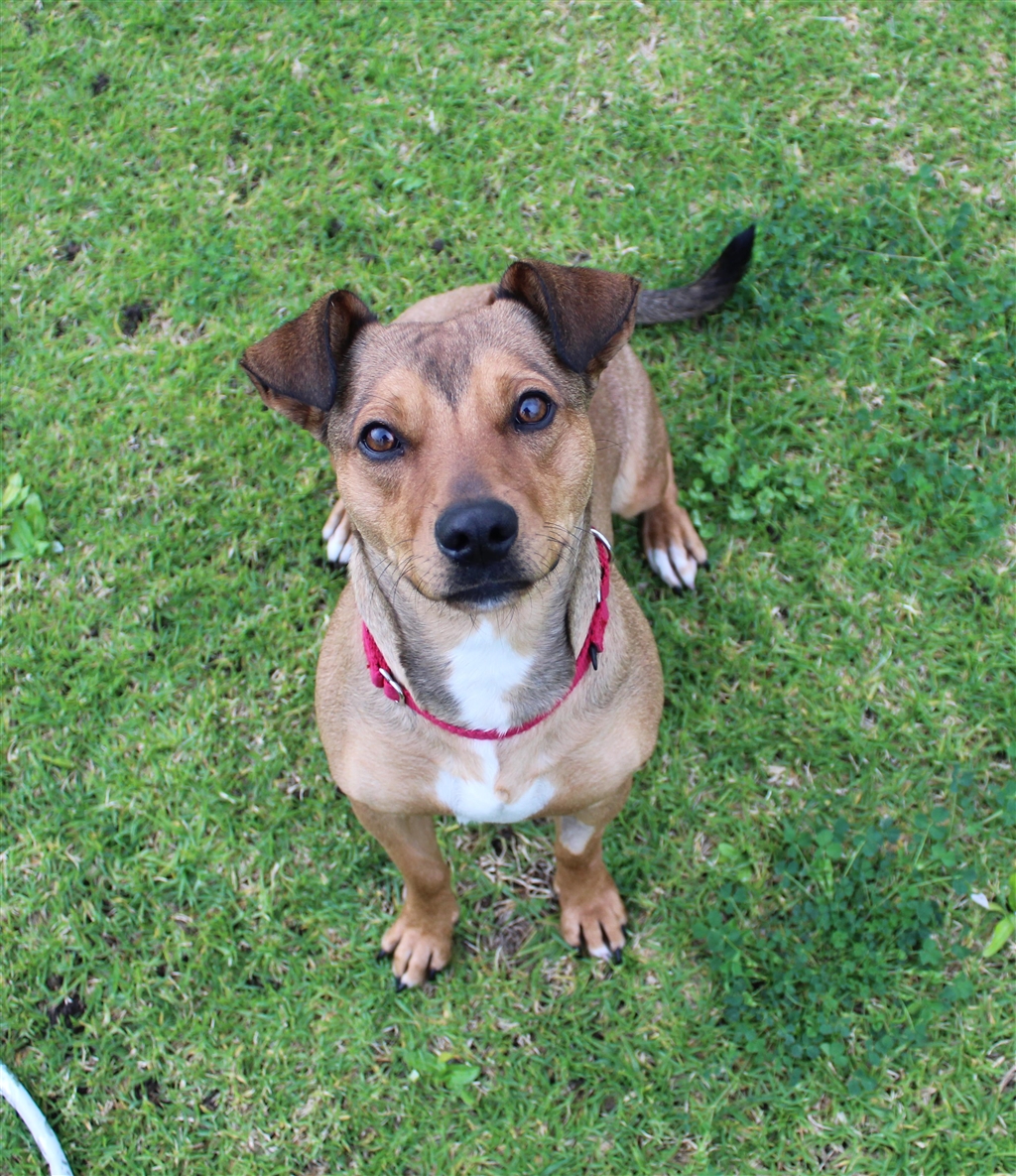 Claire - Medium Female Rhodesian Ridgeback x Jack Russel Terrier Mix ...