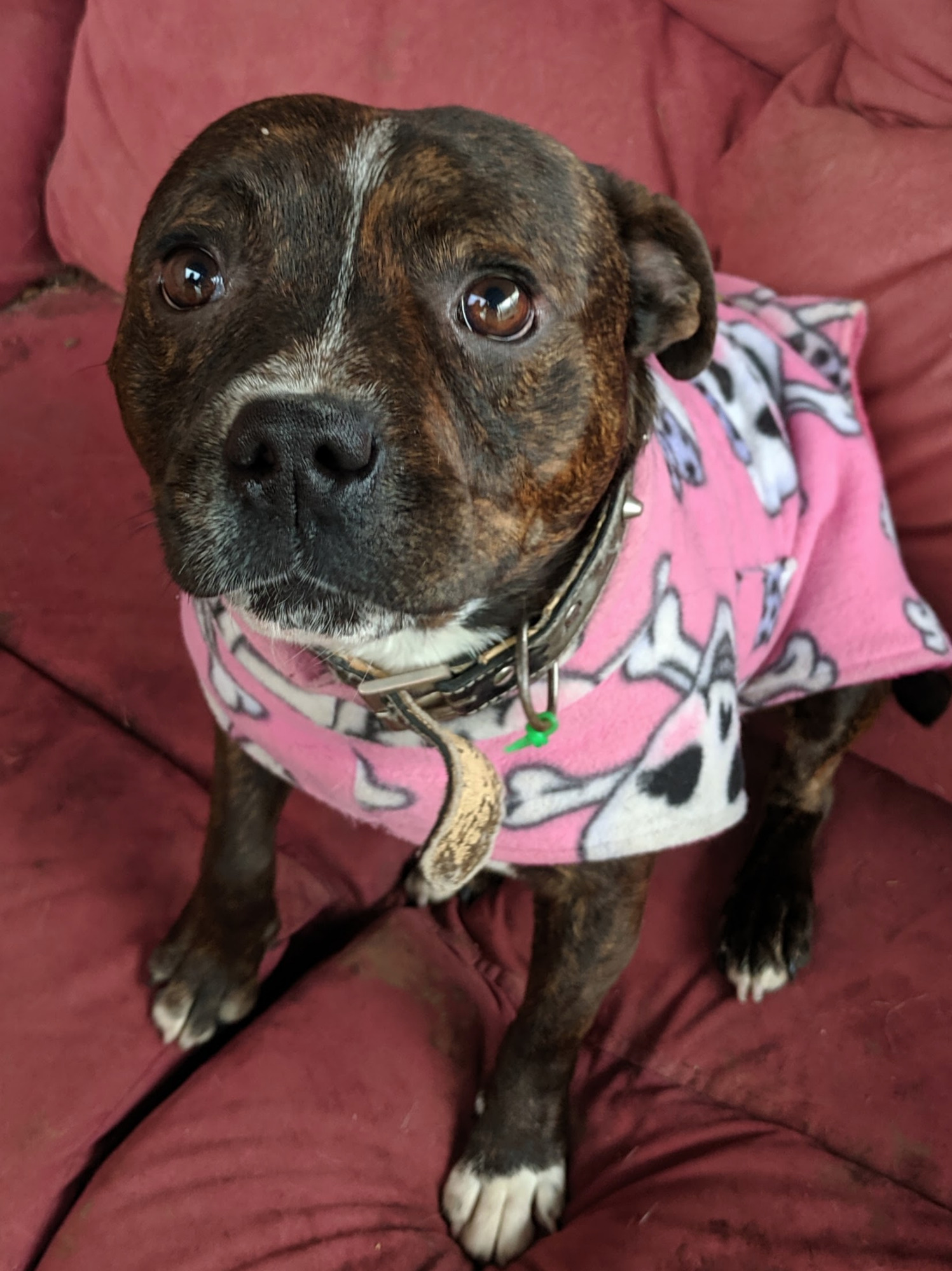 Crowley - Small Male Staffy Mix Dog in VIC - PetRescue