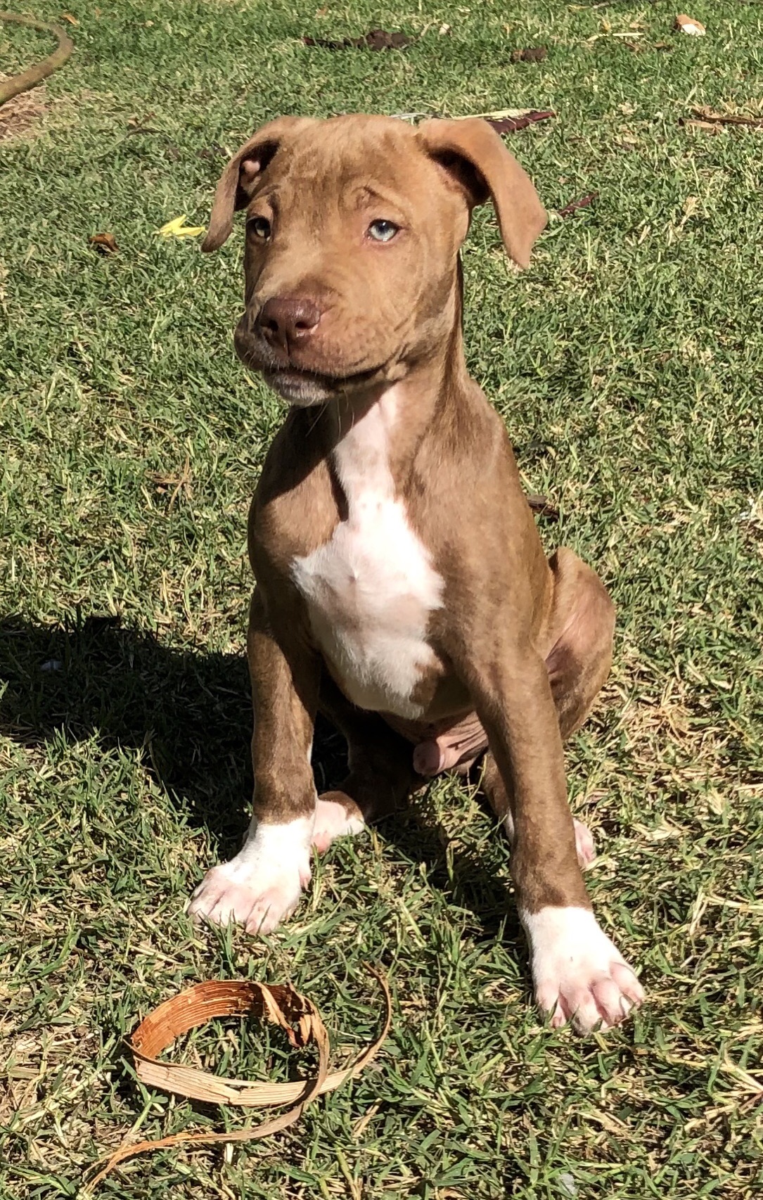 Joe - Medium Male Amstaff Mix Dog in QLD - PetRescue